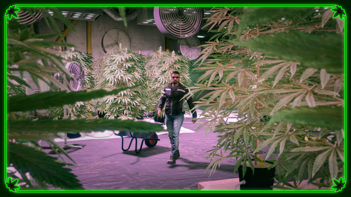 Geld verdienen mit Hanfplantagen in GTA Online: Rockstar startet neues ...